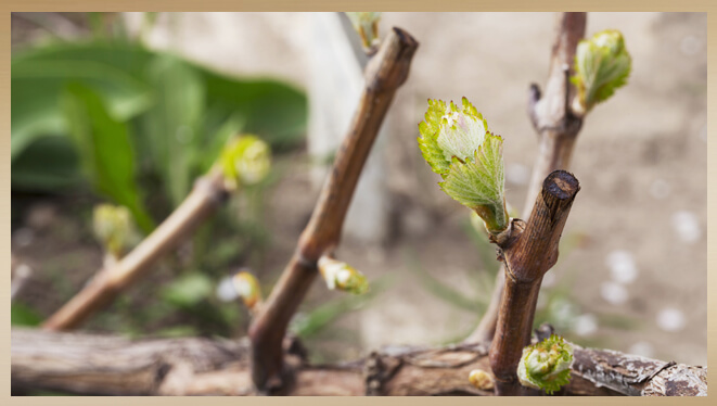 Pruning Grapevines | The Capital Grille